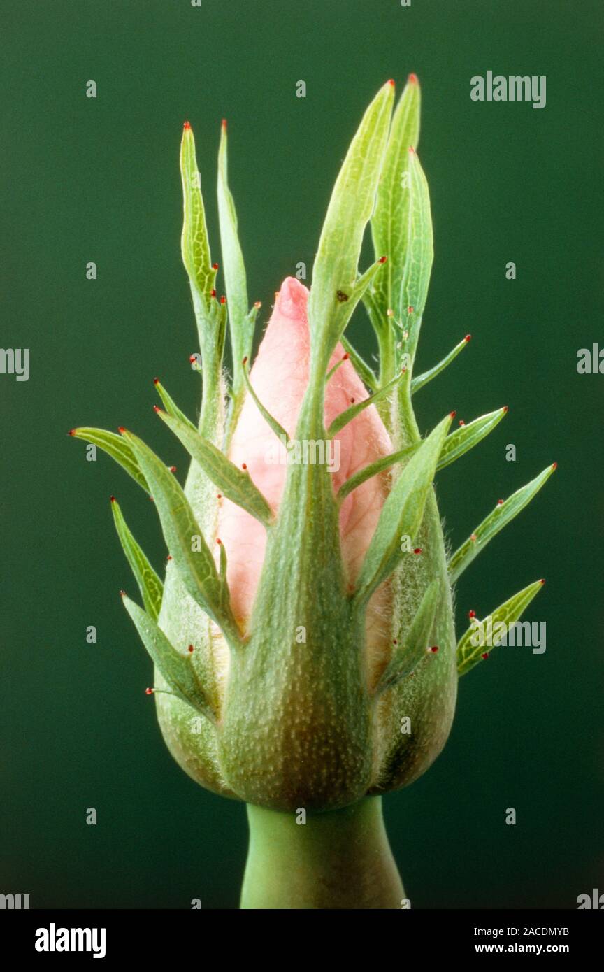 Dog rose bud. (1st of 5 images). Close-up of a dog rose (Rosa canina ...