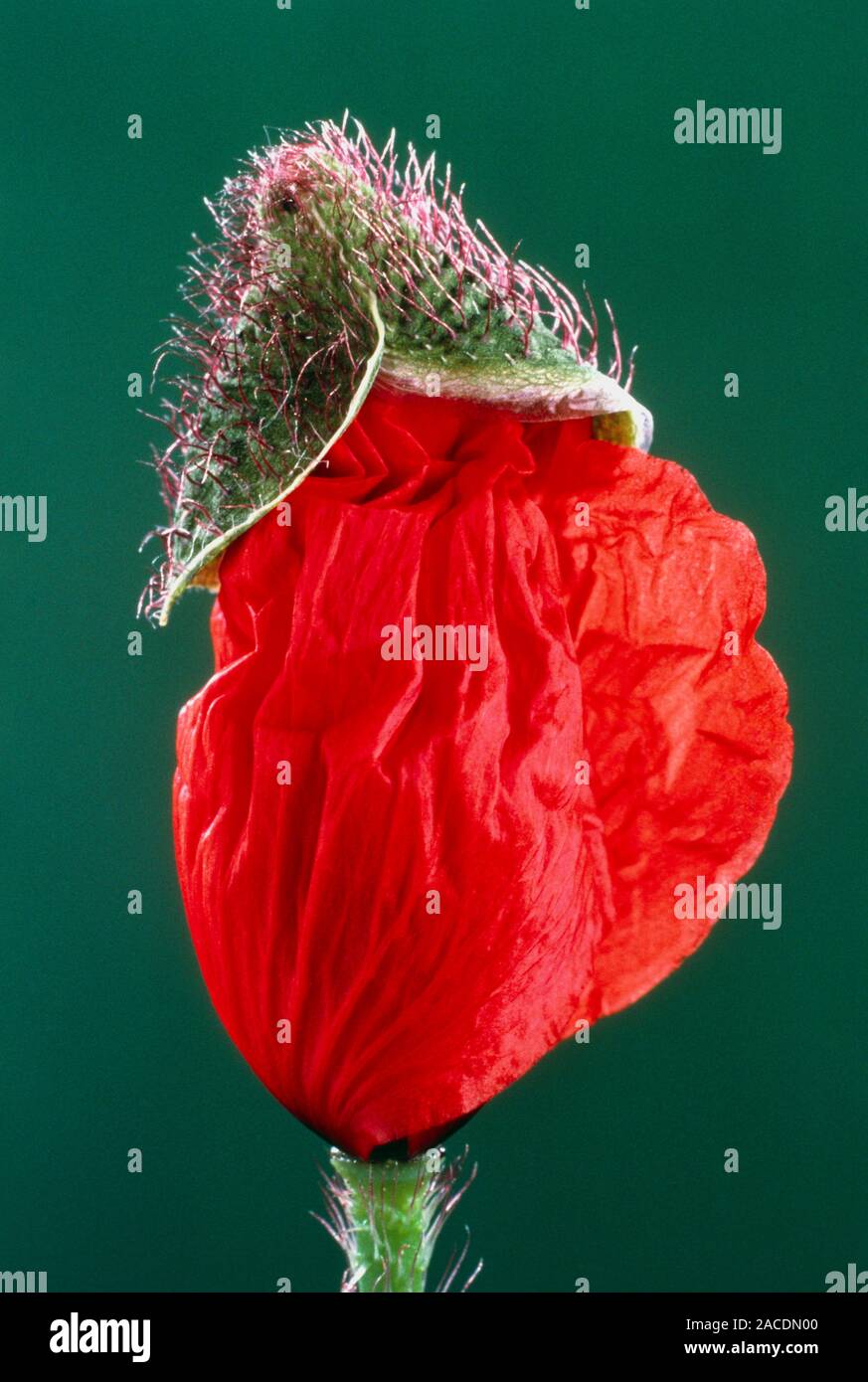 Poppy flower (2nd of 5 images). Close-up of the flower of the common ...