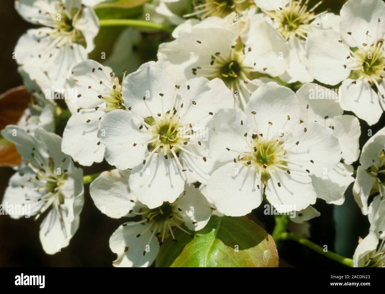 Kumoi-tree blossom. View of the blossom of the kumoi (or nashi-kumoi ...