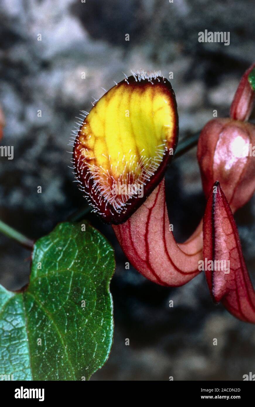 Climbing birthwort flower or Dutchman's pipe (Aristolochia sempervirens ...