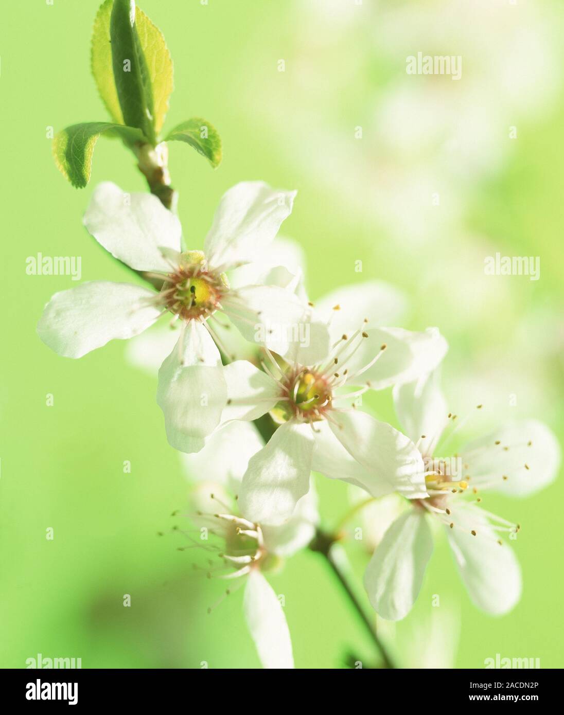 Wild plum flowers (Prunus sp.). The male parts (stamens) of the flowers ...