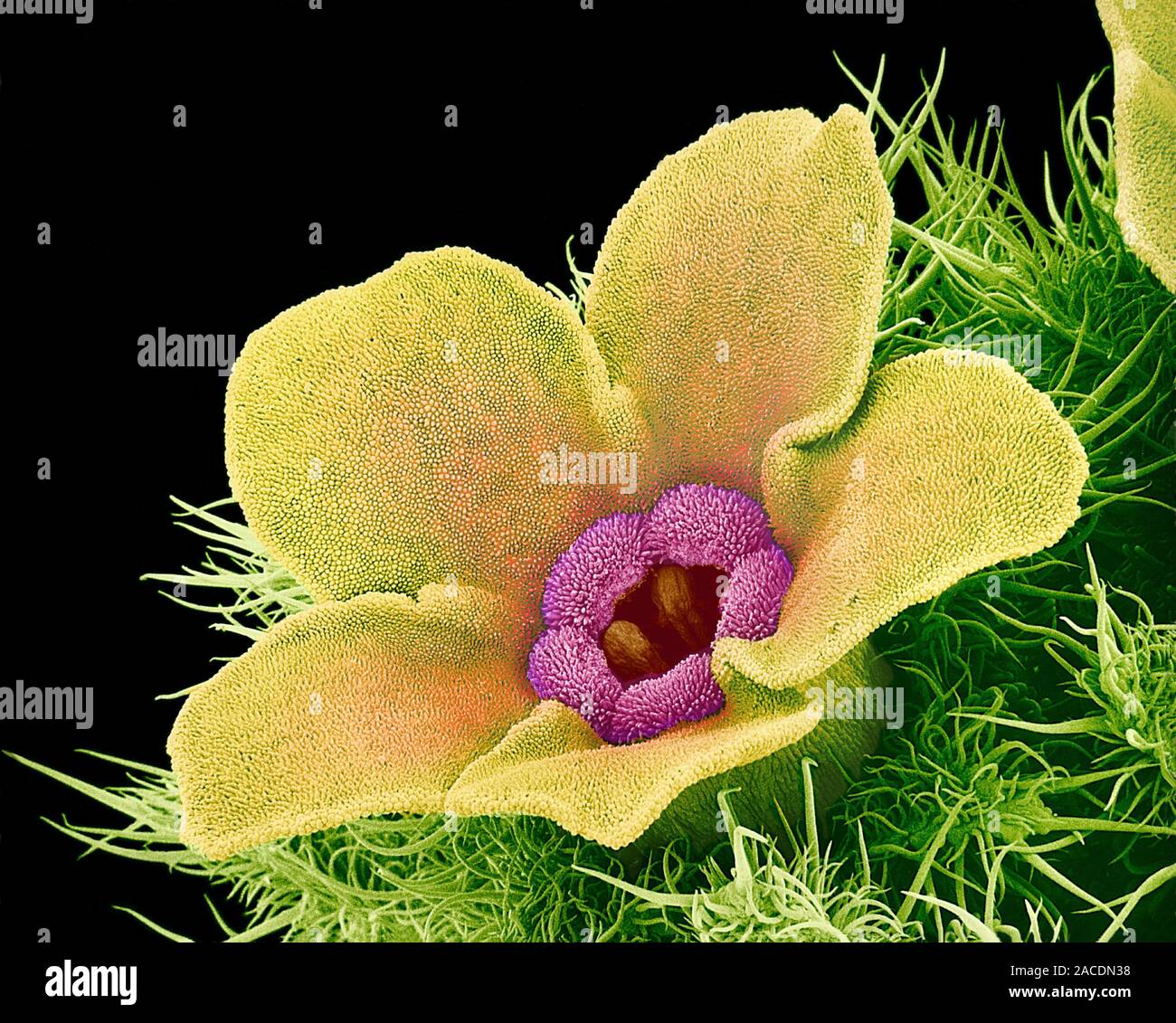 Flower. Coloured scanning electron micrograph (SEM) of an unidentified ...