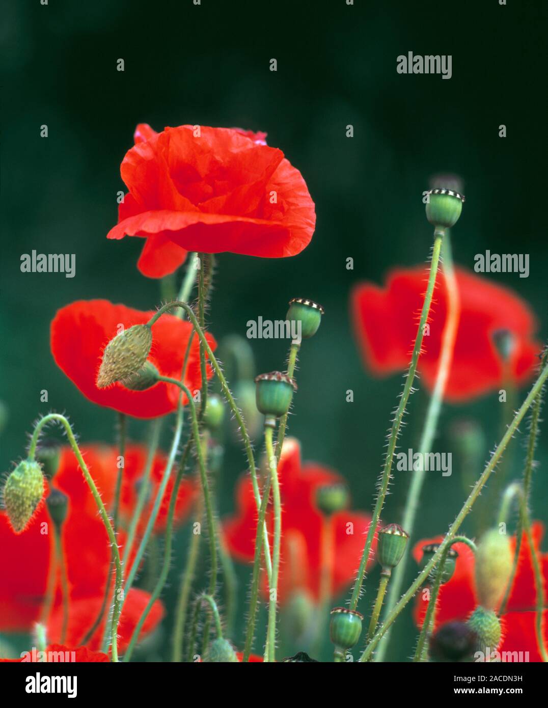 Poppies (Papaver sp.). These annual plants are a common weed in ...