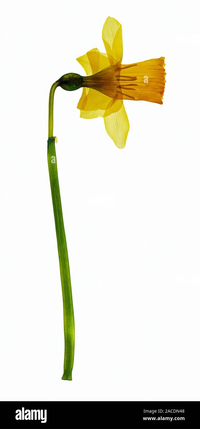Open daffodil flower (Narcissus sp.) in profile Stock Photo - Alamy