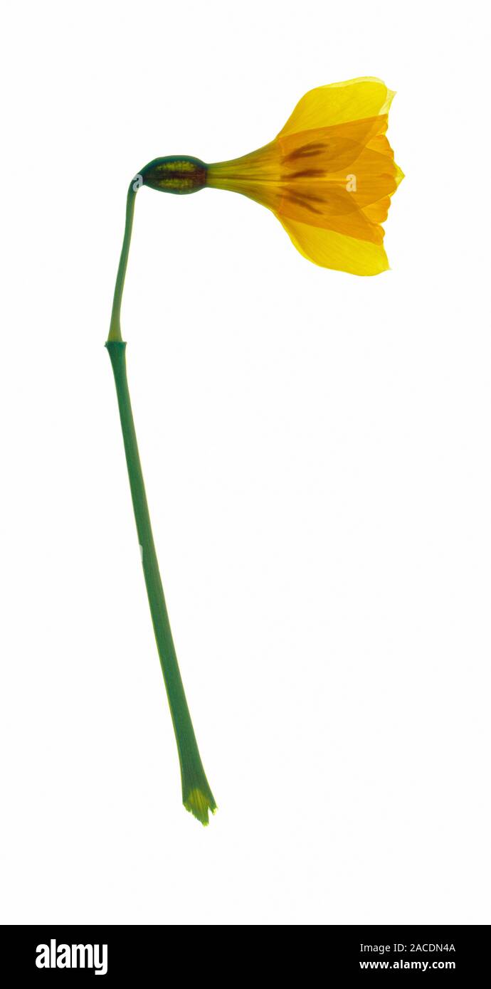 Closed daffodil flower (Narcissus sp.) in profile Stock Photo - Alamy