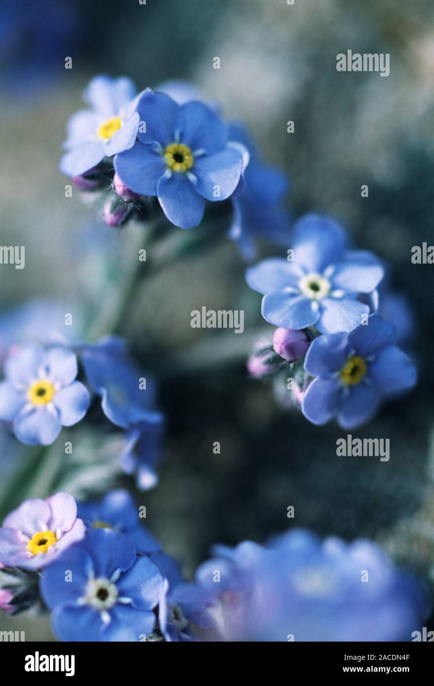 Forget-me-not flowers. The woodland or garden forget-me-not (Myosotis ...