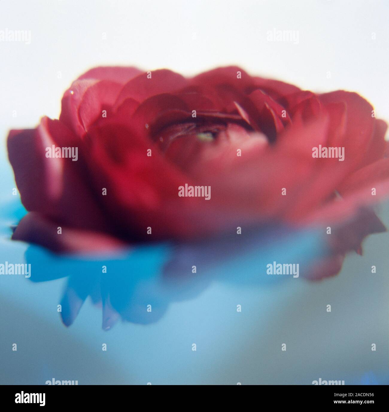 Ranunculus flower floating on water. Ranunculus (Ranunculus ...