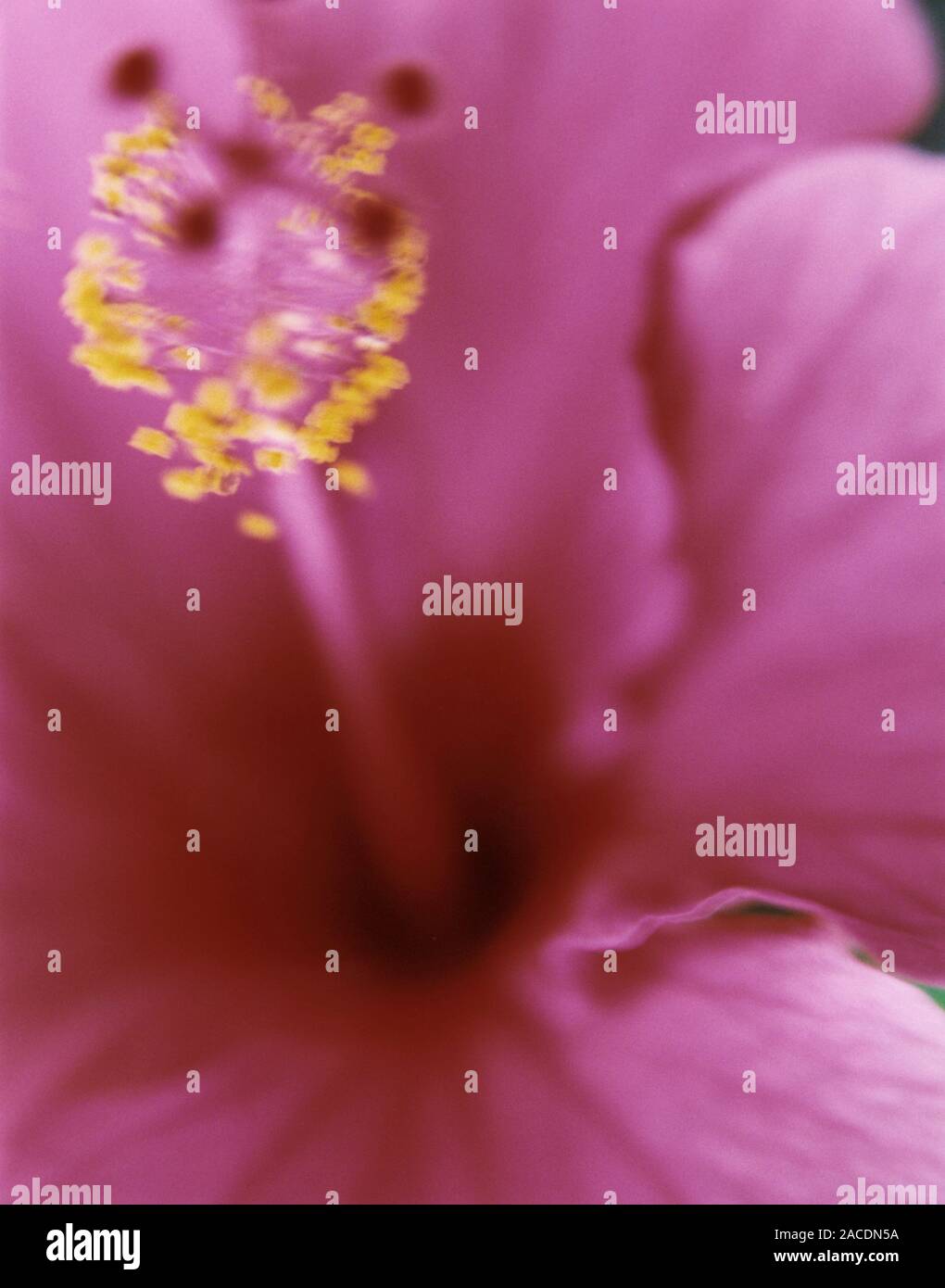 Hibiscus (Hibiscus sp.), or rosemallow, flower and reproductive organs ...