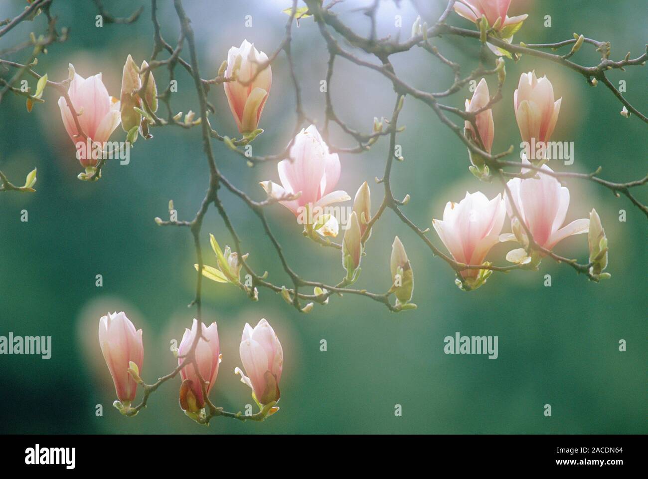 Magnolia in flower. Plants of the magnolia family (Magnolia sp ...