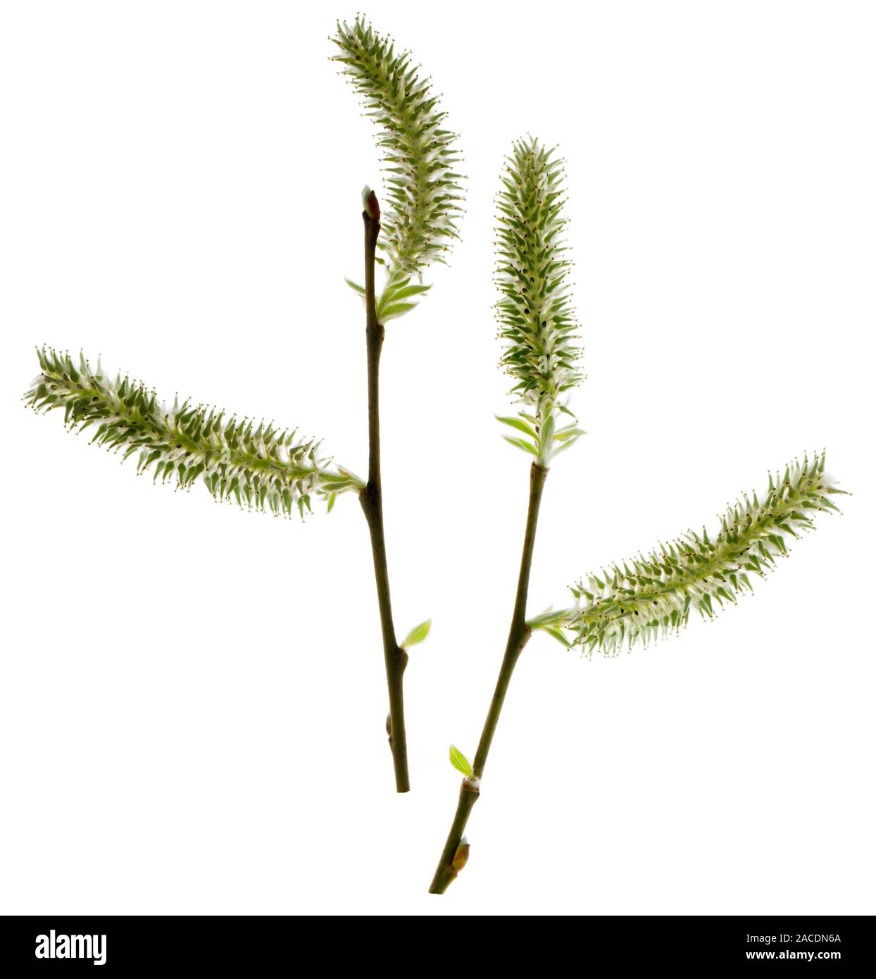 Common willow catkins on twigs. Four catkins from a common willow tree ...