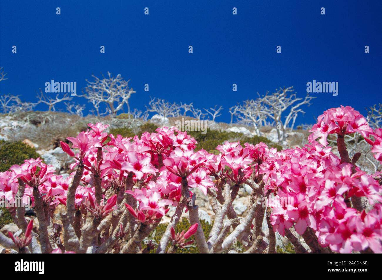 Desert rose tree (Adenium obesum sokotranum) flowers. This subspecies ...