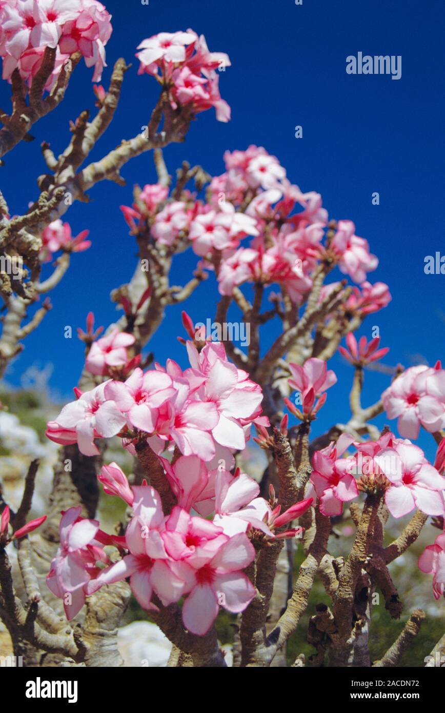 Desert rose tree (Adenium obesum sokotranum) flowers. This subspecies ...