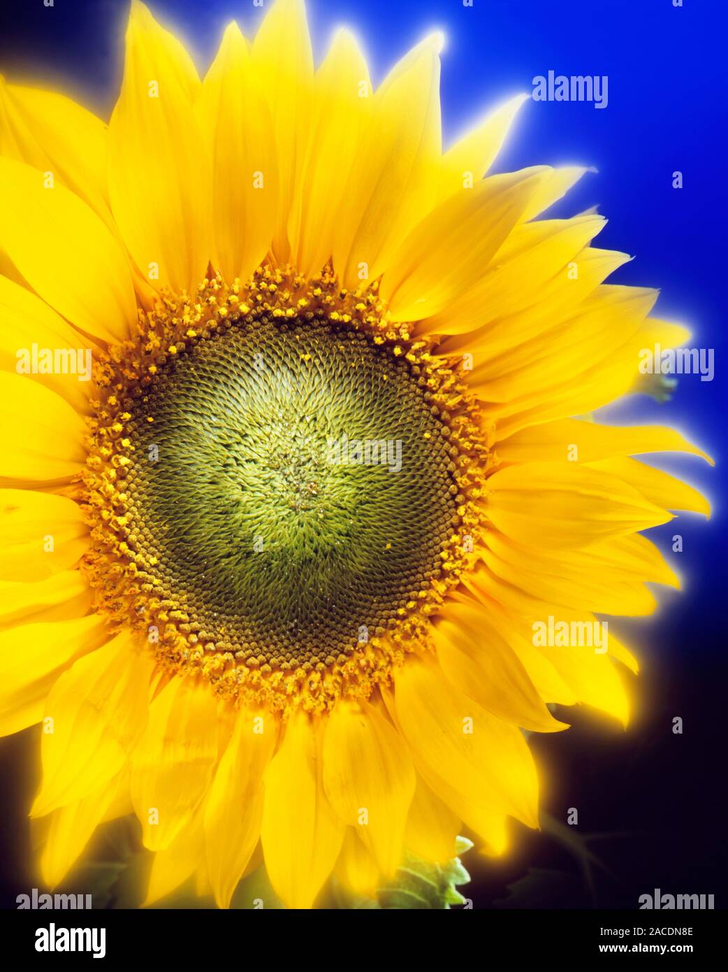 Sunflower. Head of a sunflower, Helianthus sp. This large compound ...