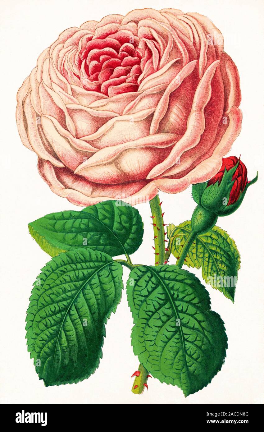 Rose. Historical chromolithograph artwork of a rose (Rosa sp.). This ...