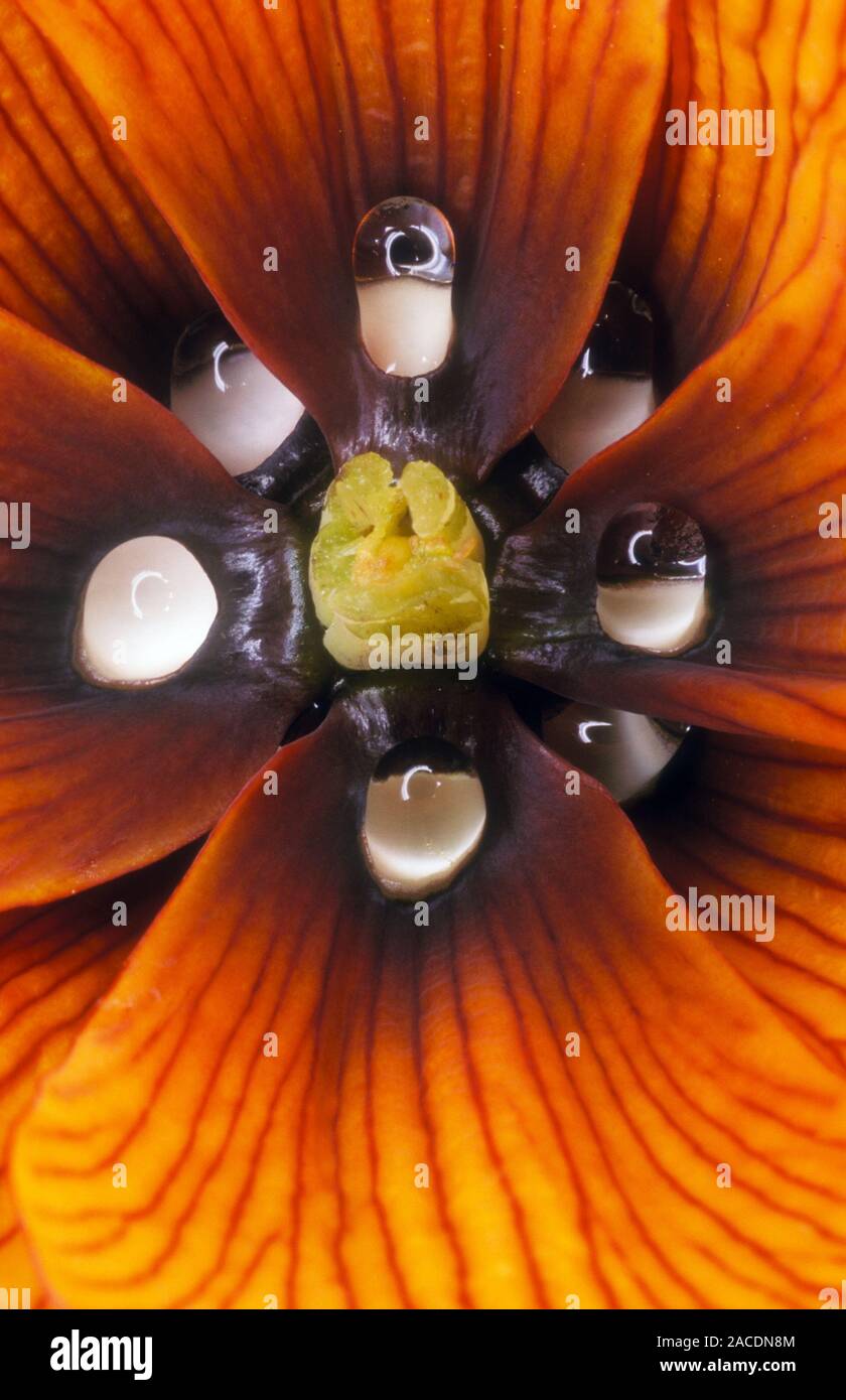 Crown imperial nectaries. Close-up of the nectaries (white) in a flower ...