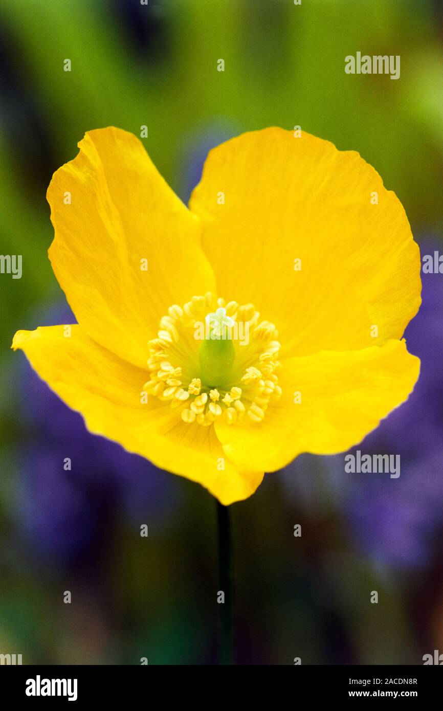 Welsh poppy. Close-up of a Welsh poppy flower (Meconopsis cambrica ...