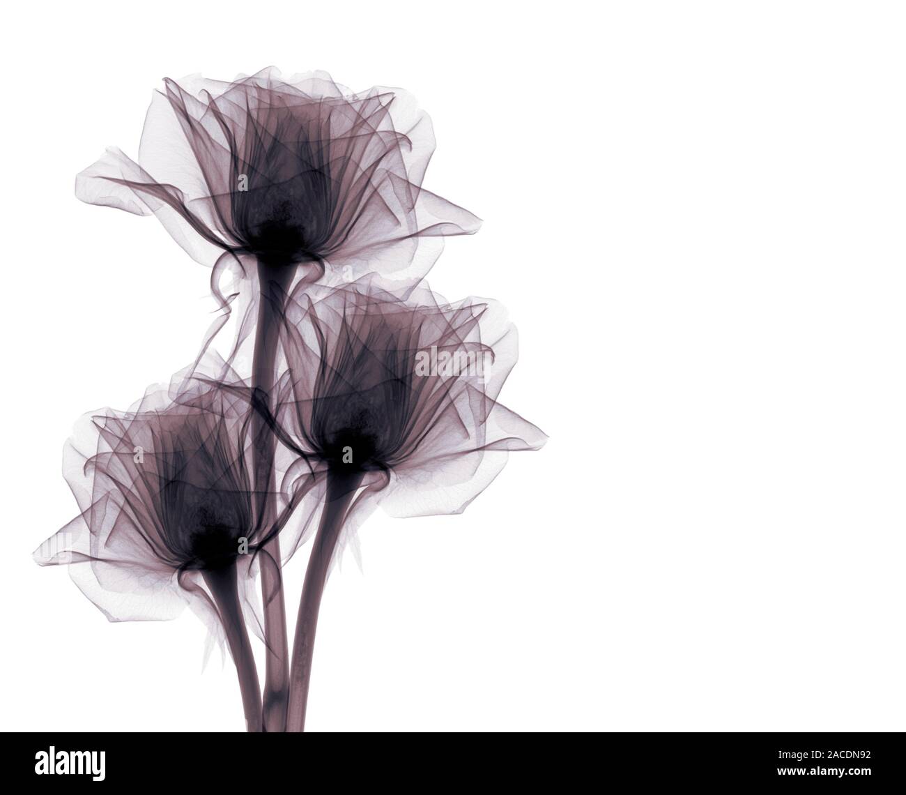 Roses. Coloured X-ray of a bunch of roses Stock Photo - Alamy