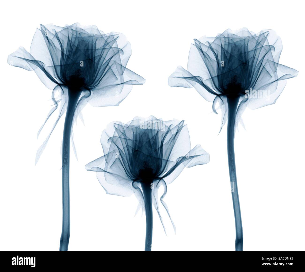 Roses. X-ray of three roses Stock Photo - Alamy