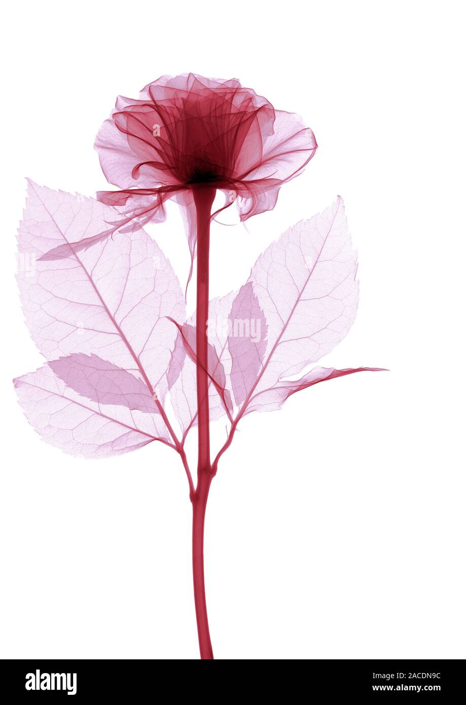Rose, coloured X-ray Stock Photo - Alamy