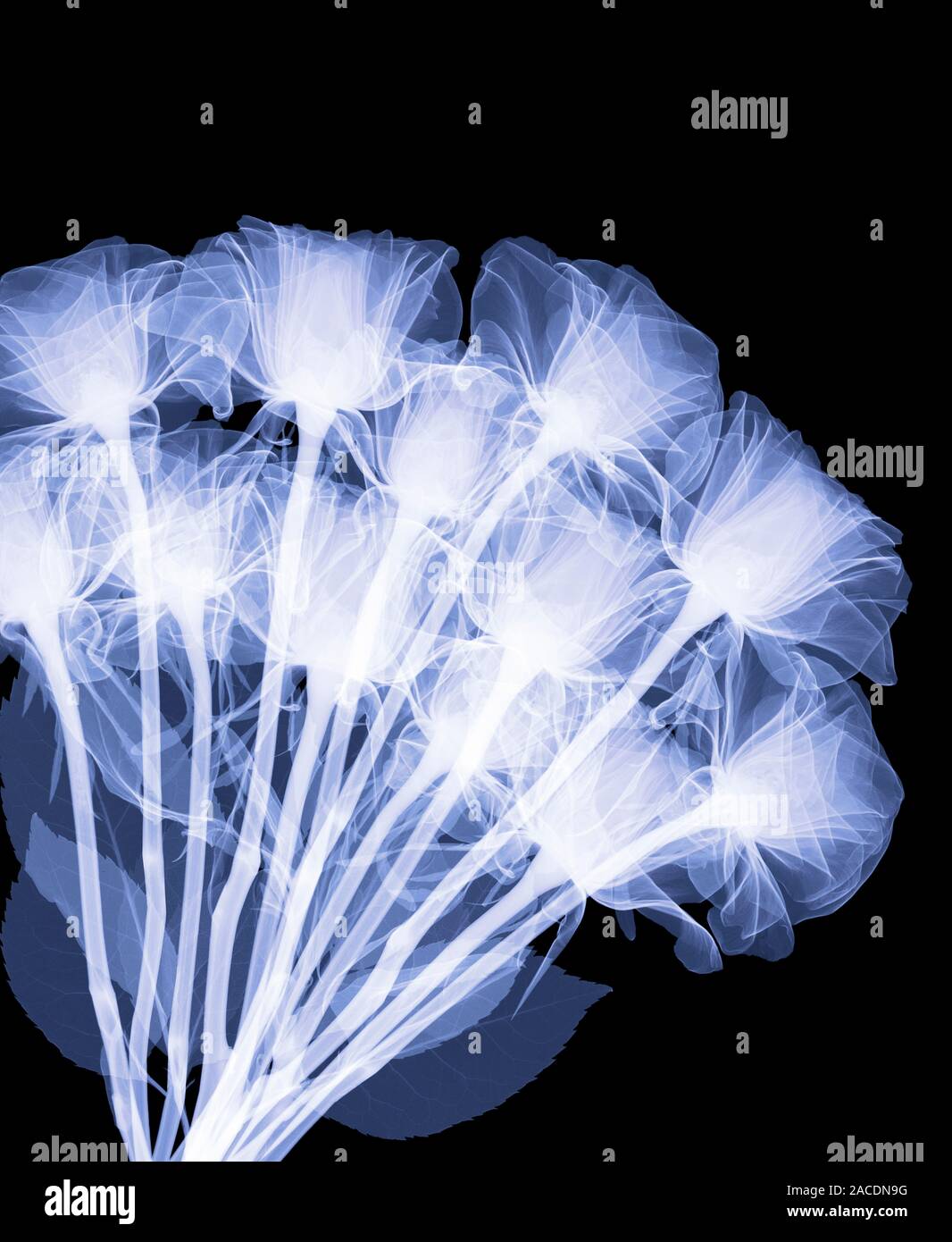 Roses. X-ray of a bunch of 12 roses (Rosa sp Stock Photo - Alamy