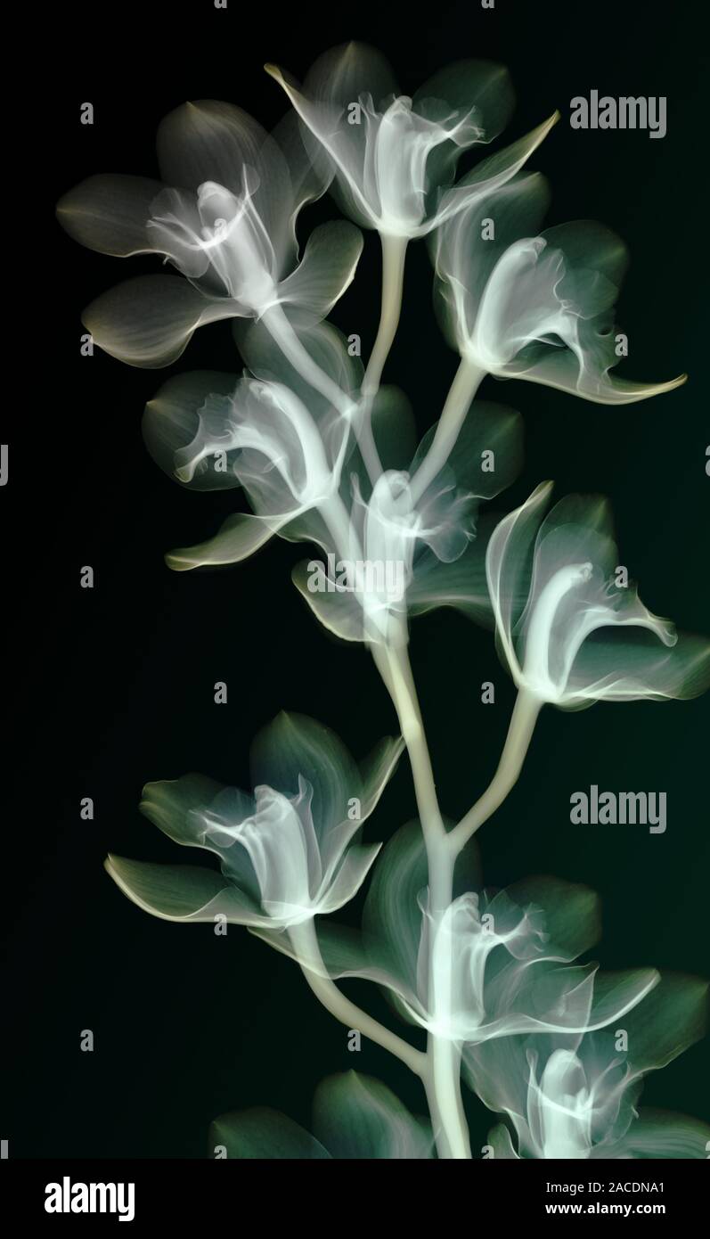 Orchid, coloured X-ray Stock Photo - Alamy