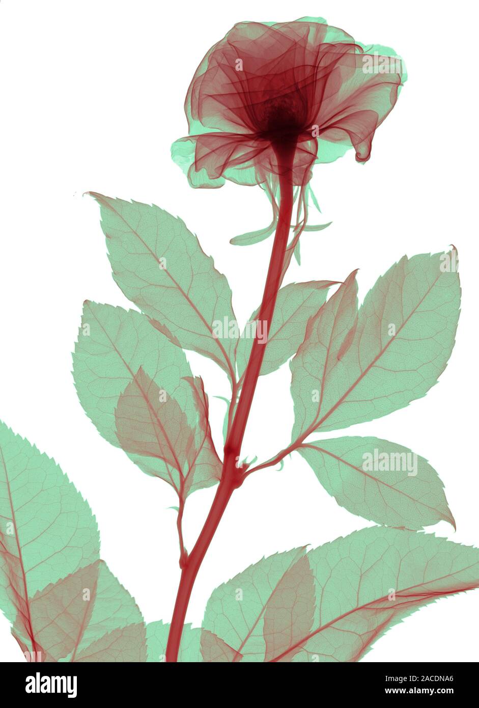 Rose, coloured X-ray Stock Photo - Alamy