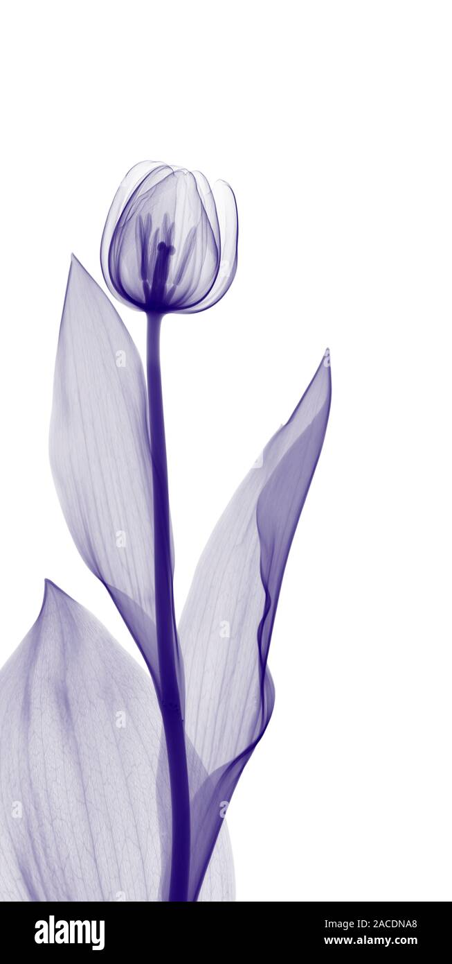 Tulip (Tulipa sp.), X-ray Stock Photo - Alamy