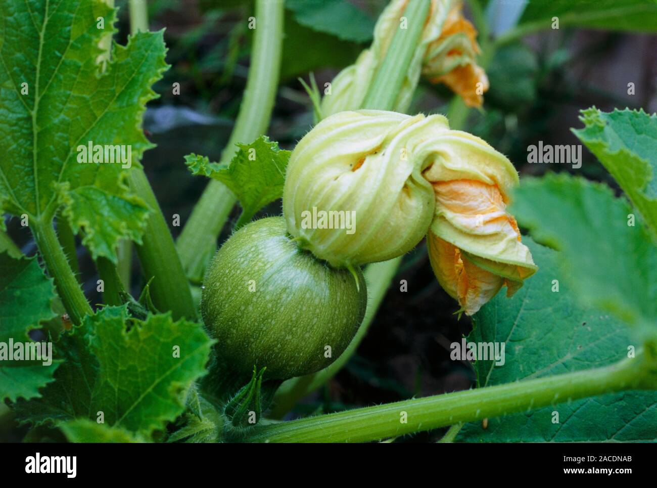 Courgette flower and developing courgette. The courgette plant ...