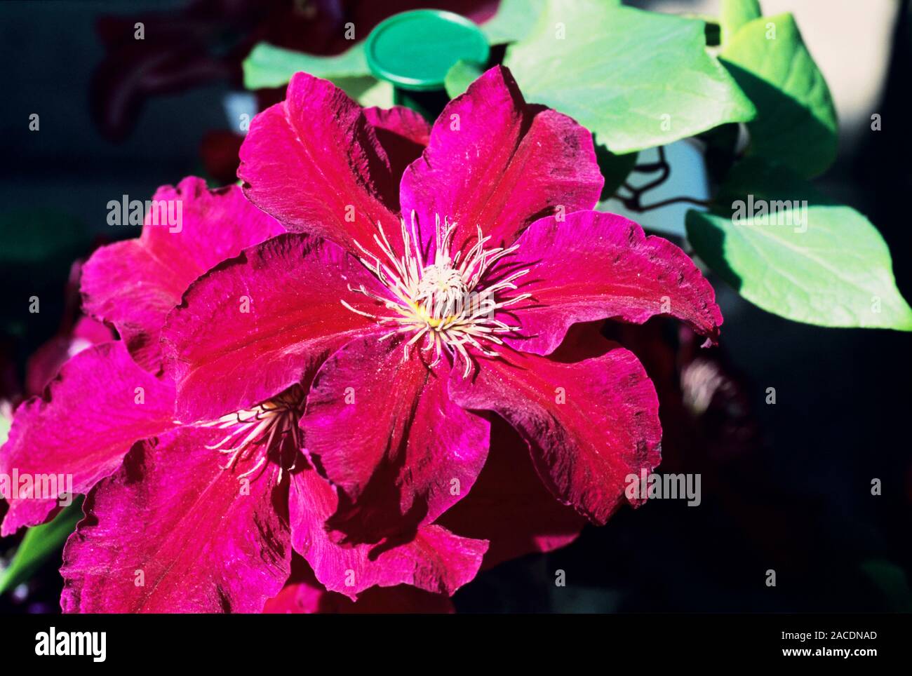 Clematis flower. This is the Westerplatte variety of clematis (Clematis ...