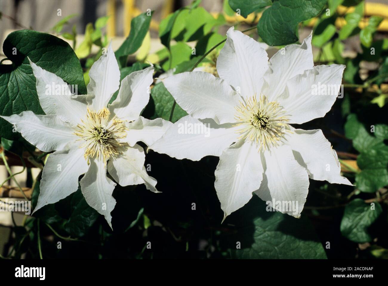 Clematis flowers. This is the Gladys Picard variety of clematis ...