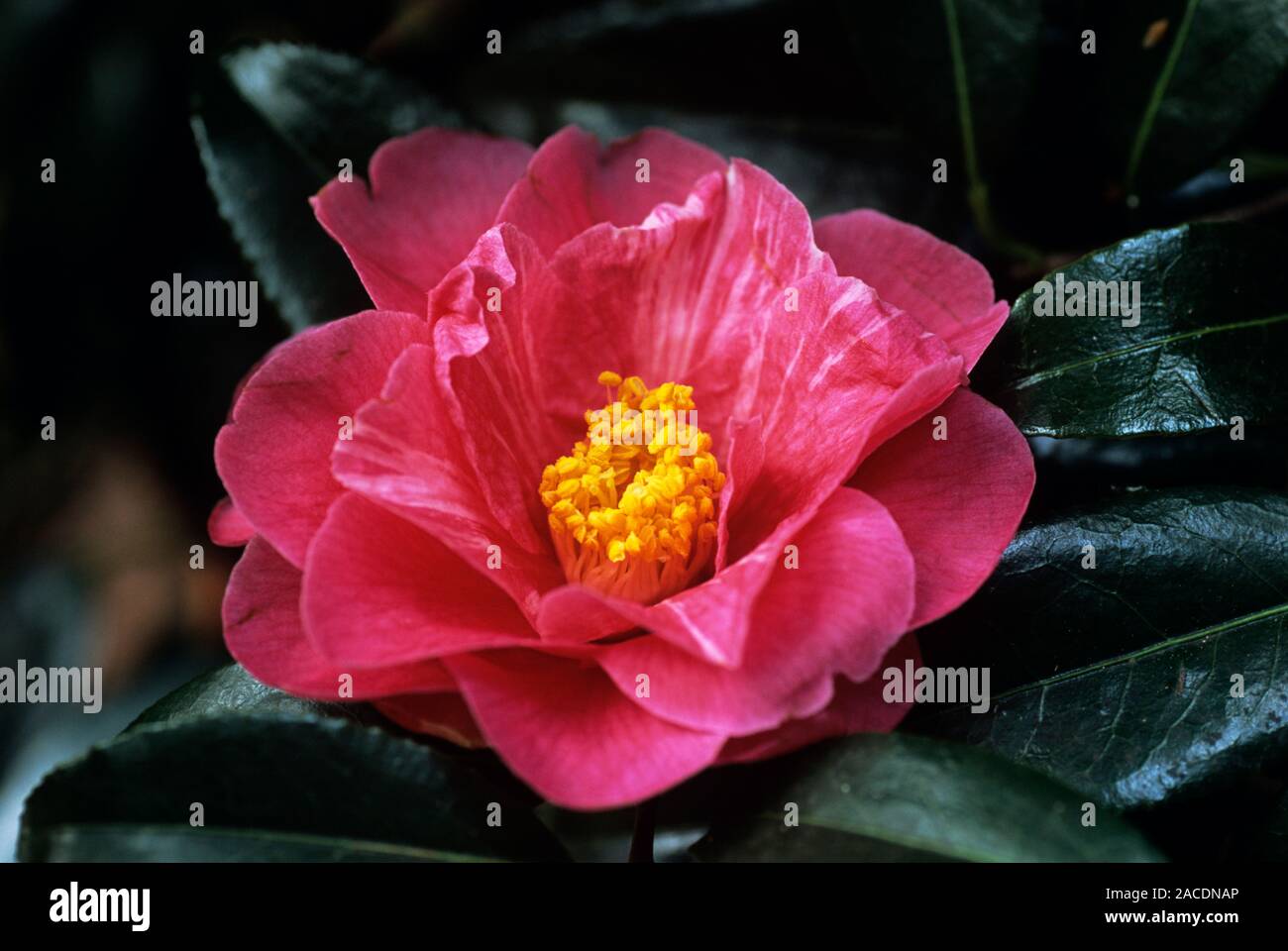Camellia flower. This is the Hilo variety of camellia (Camellia x ...