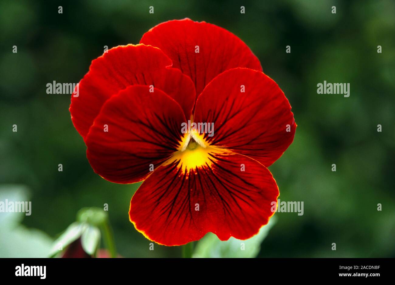 Pansy flower. This is the Ultima Scarlet variety of pansy (Viola sp ...