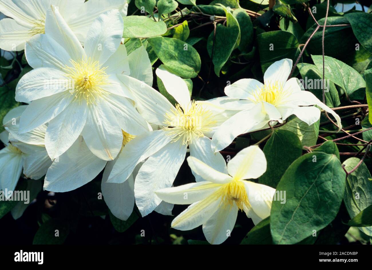 Clematis flowers. This is a Wada's Primrose variety of clematis ...