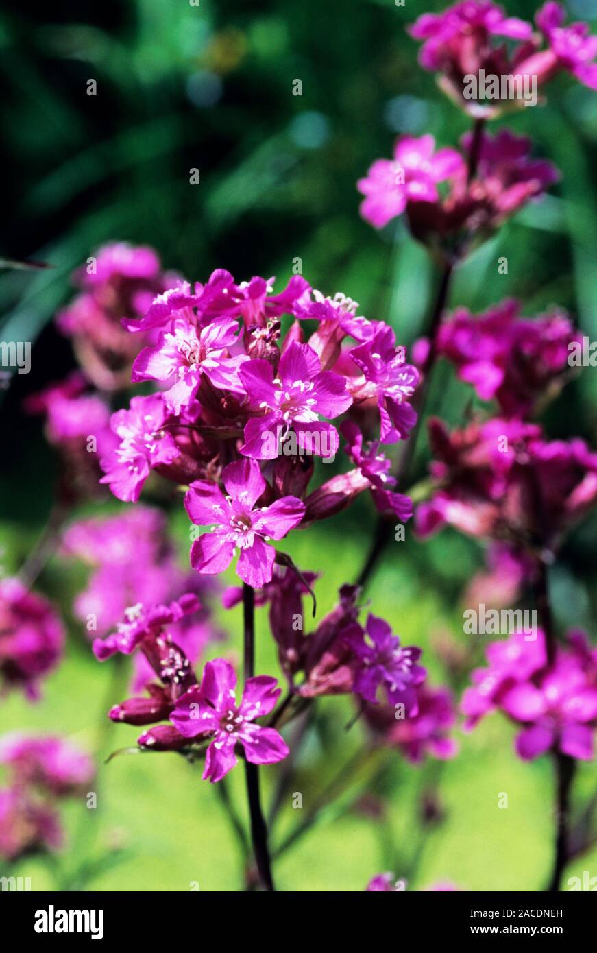 Arkwright campion (Lychnis x arkwrightii) flowers Stock Photo - Alamy