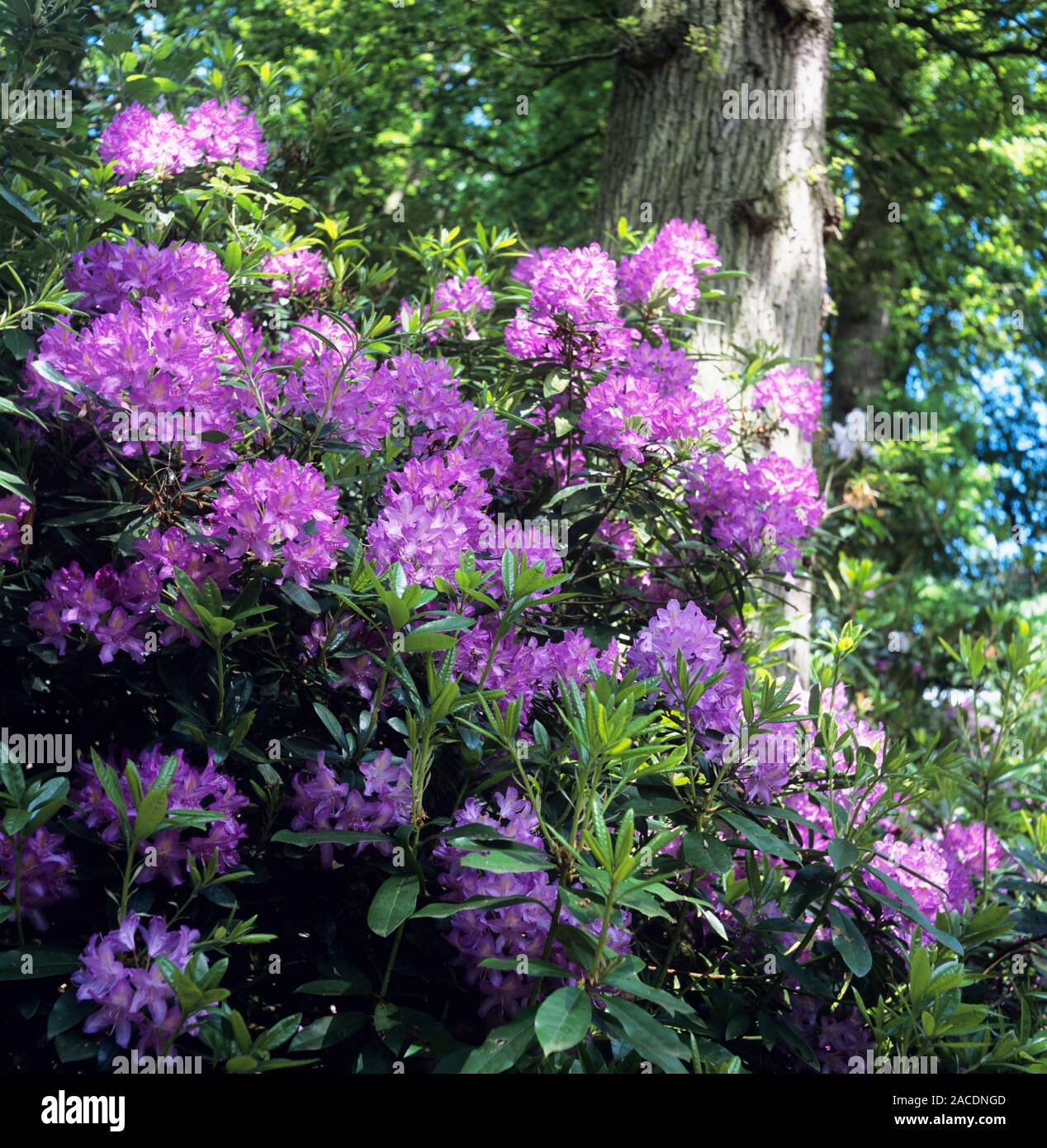 Flowering rhododendron shrub (Rhododendron ponticum). Rhododendrons are ...