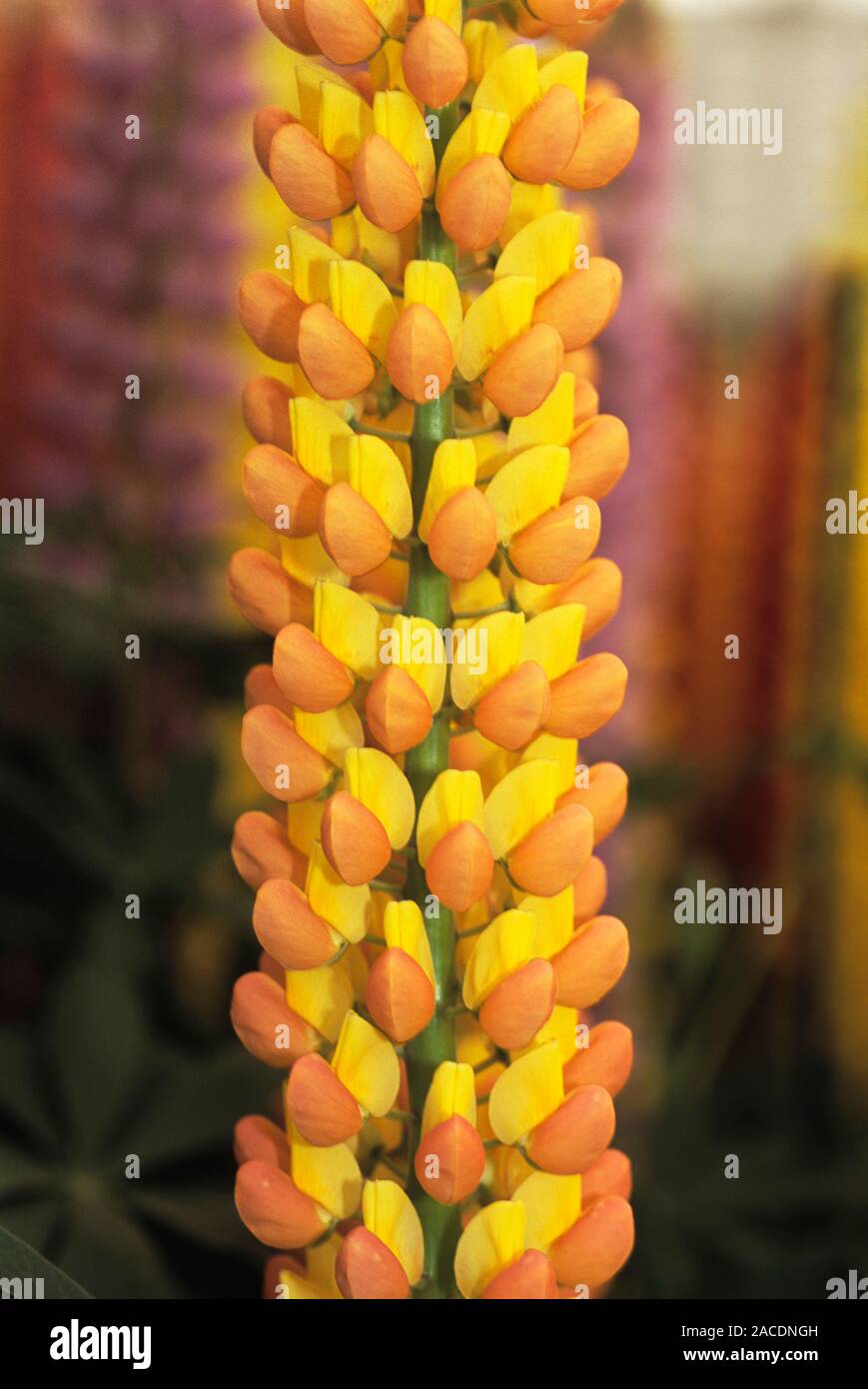 Lupinus 'Sunset'. This perennial, which grows up to one metre tall ...
