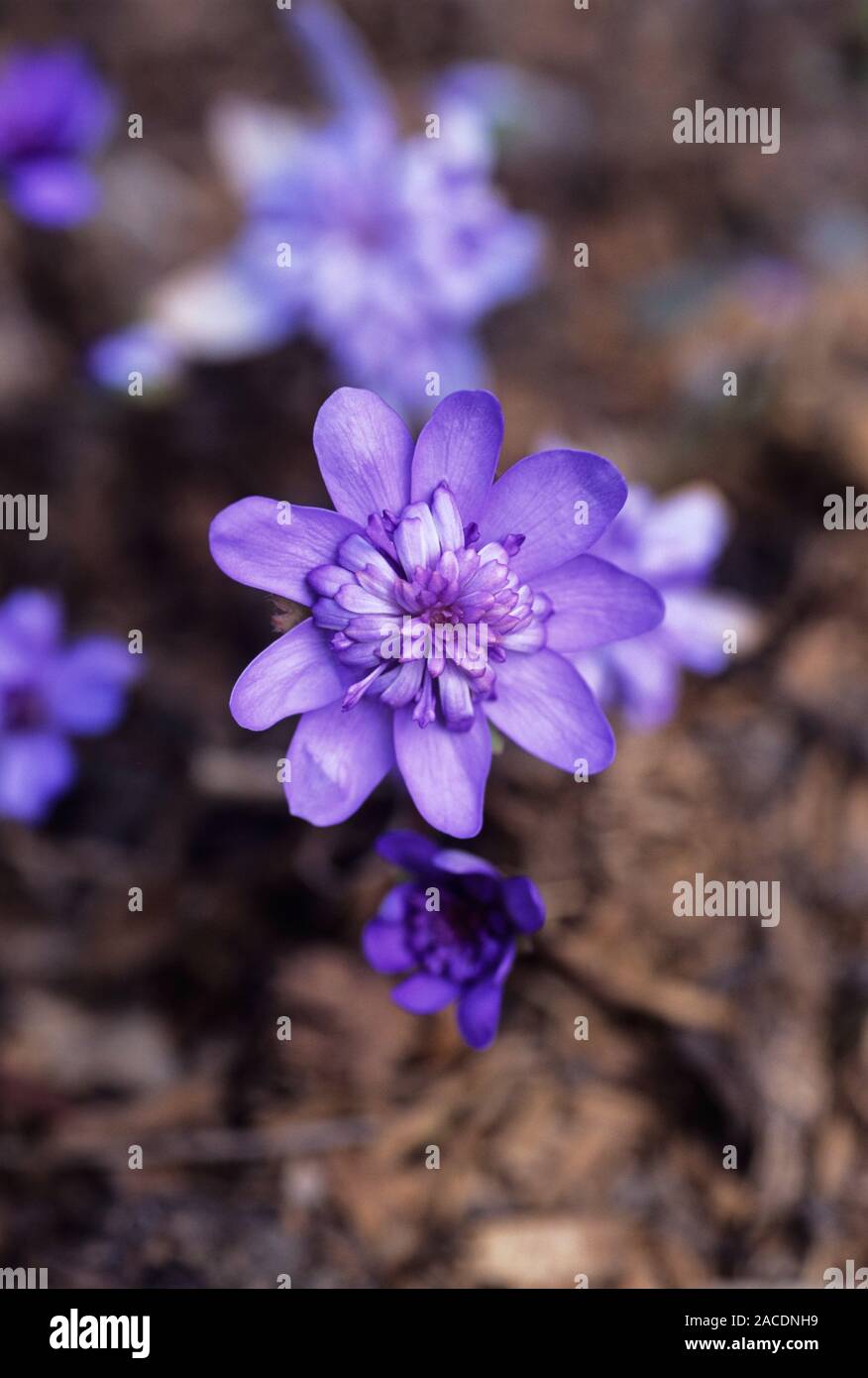 Liver leaf flower (Hepatica transsilvanica 'Flore plena'). This ...