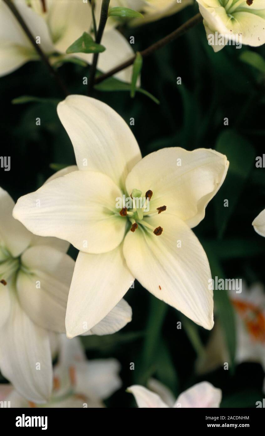 Lily (Lilium 'Navona'). This pure white lily blooms from June to July ...