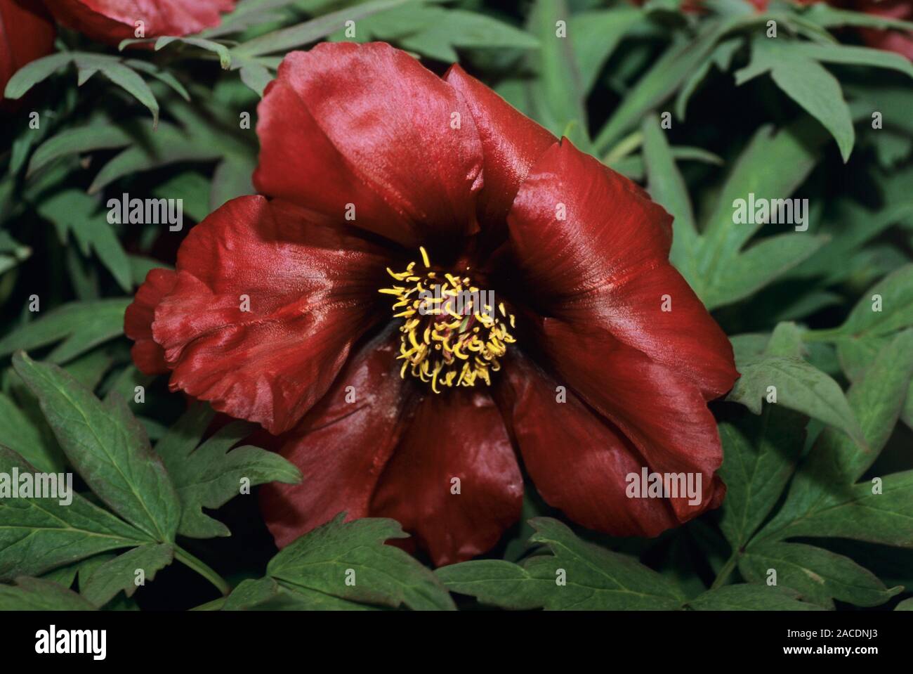 Tree peony (Paeonia 'Black pirate') flower. This fragrant, perennial ...