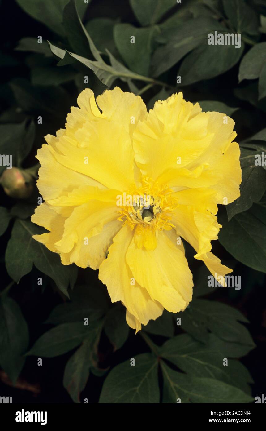 Tree peony (Paeonia 'Golden bowl') flower. This fragrant, perennial ...