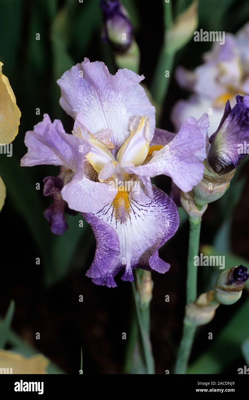 Iris 'Spinning wheel' flower. This is a tall, bearded iris, which ...