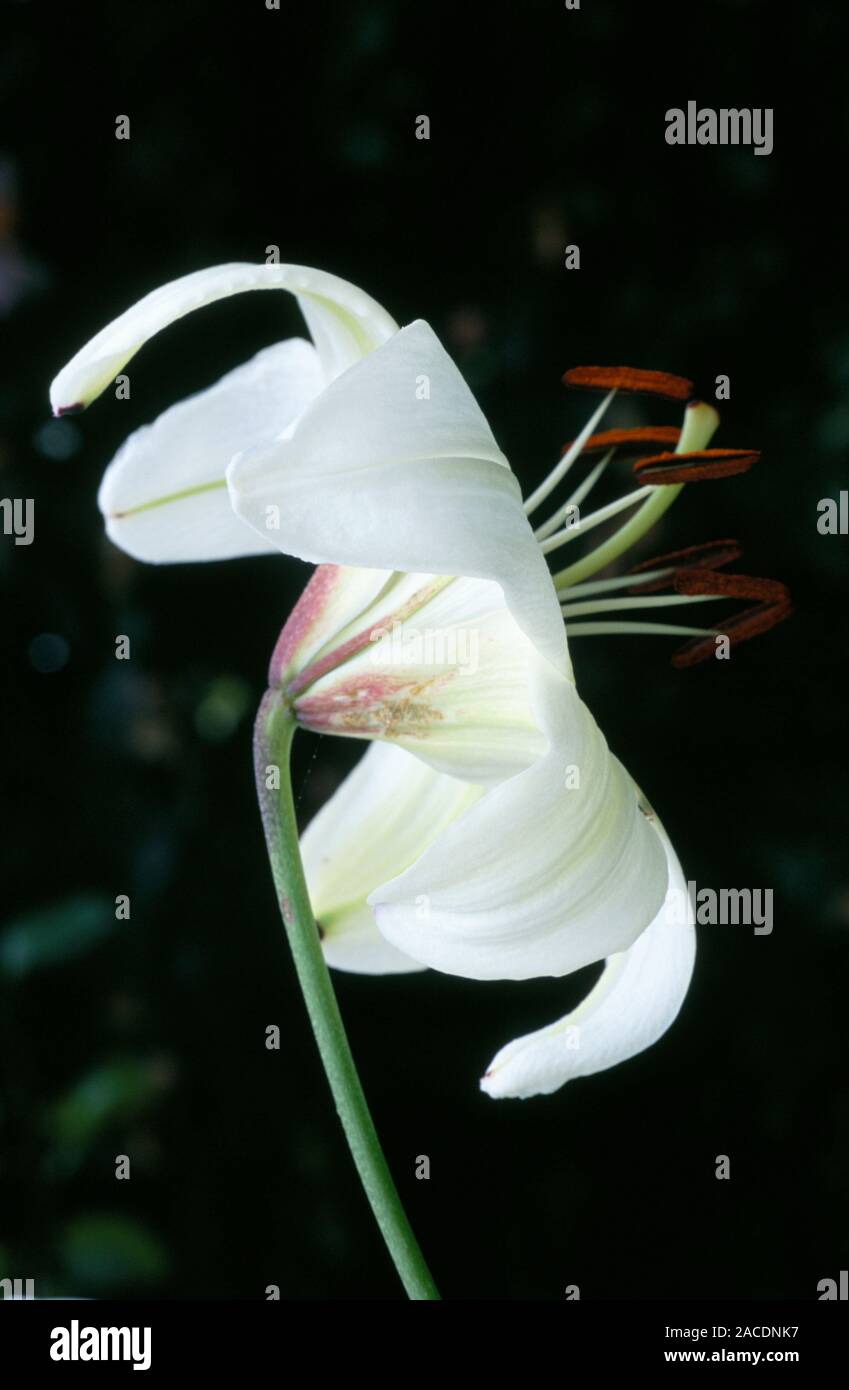 Lily (Lilium 'Bright Star'). This trumpet lily with reflexed petals ...
