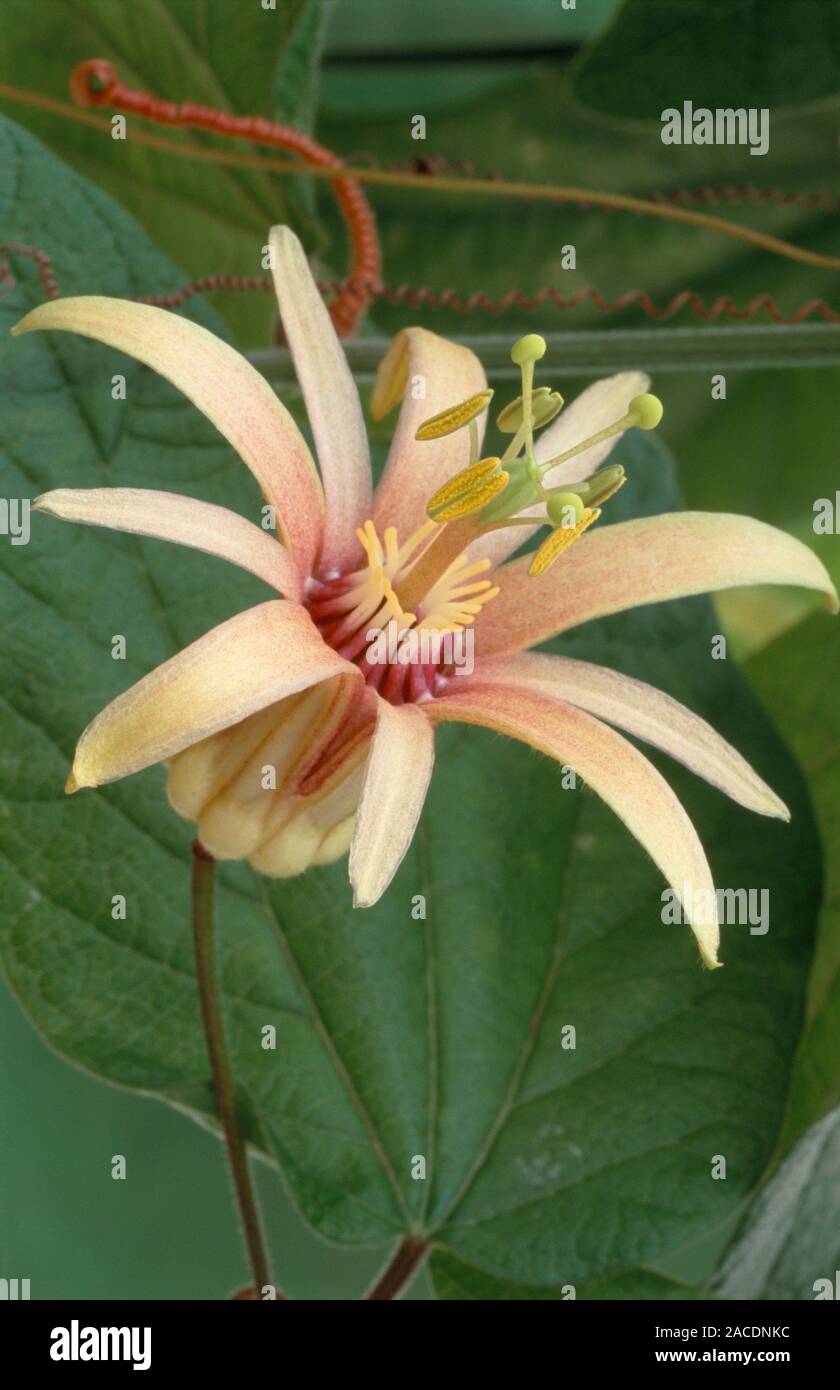 Passion flower (Passiflora 'Adularia'). The passion flower is a ...