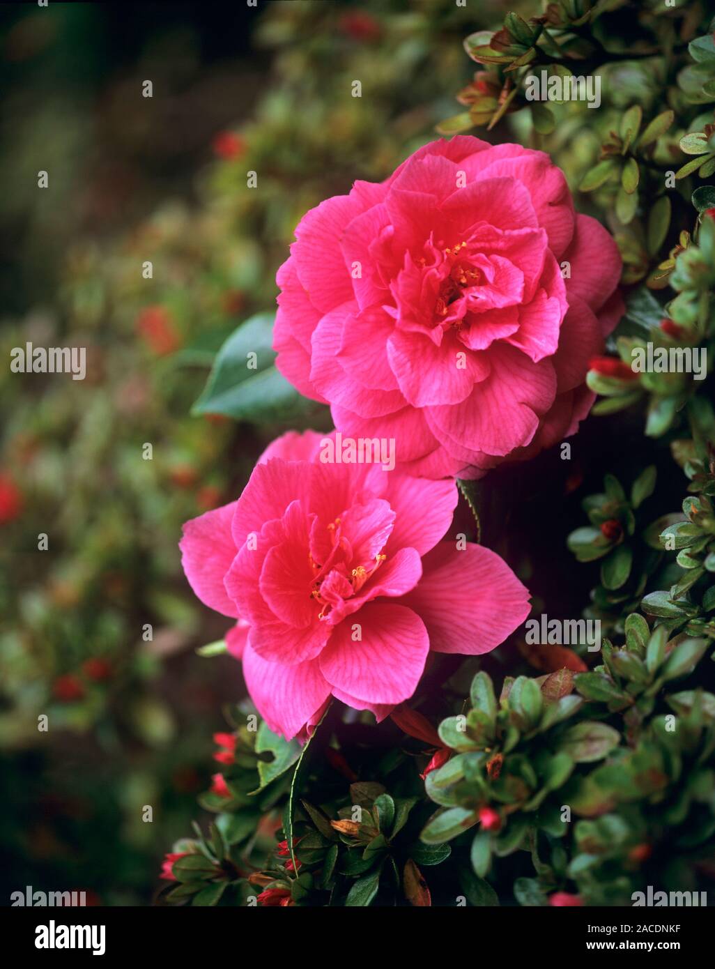 Camellia (Camellia sp.) flowers. Camellias are evergreen trees and ...