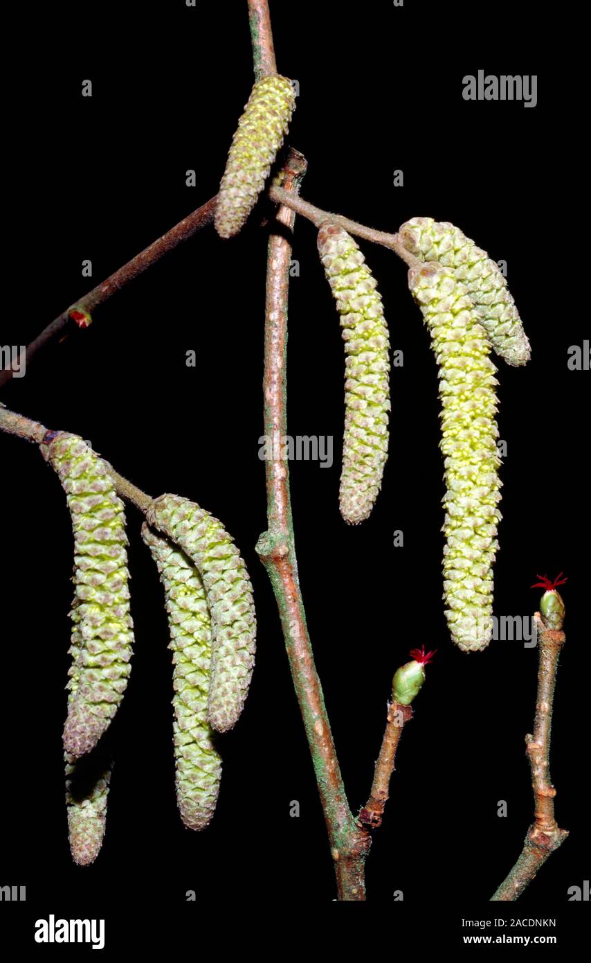 Catkins on a hazel tree (Corylus avellana). Catkins consist of may tiny ...