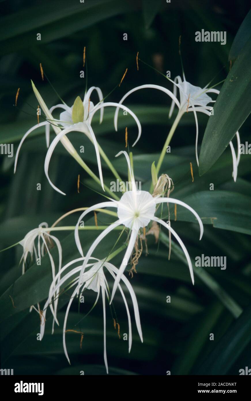 Rain tree (Samanea saman) flowers. This tropical plant is native to ...