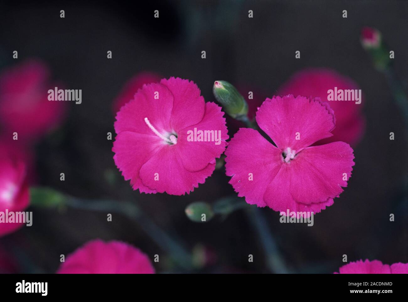Carnation (Dianthus caryophyllus 'Sonnet Bravo') flowers Stock Photo ...