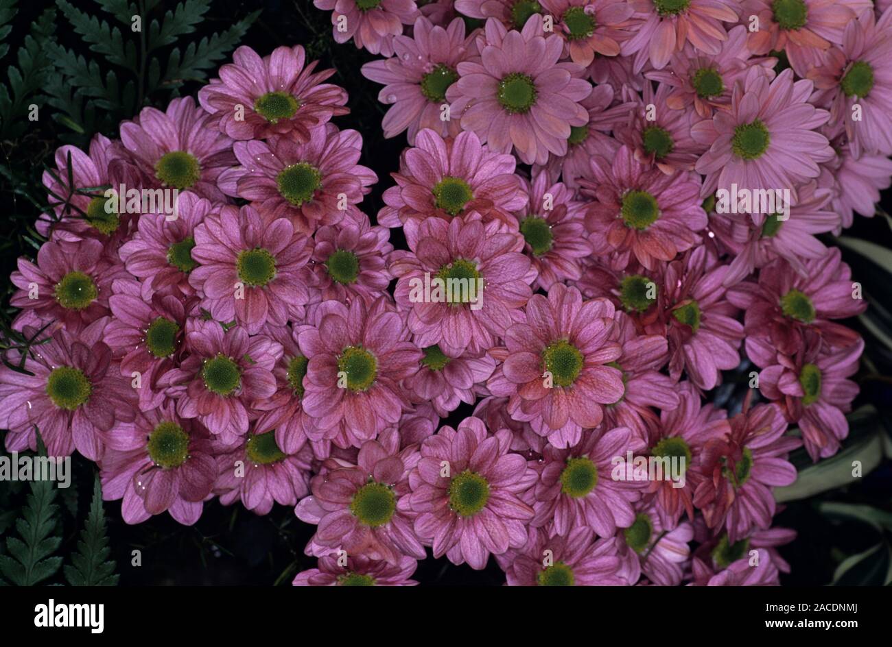 Chrysanthemum (Chrysanthemum 'Pink Moon') flowers Stock Photo - Alamy