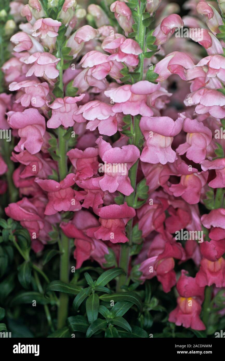 Common snapdragon (Antirrhinum majus 'Opus Pink') flowers Stock Photo ...