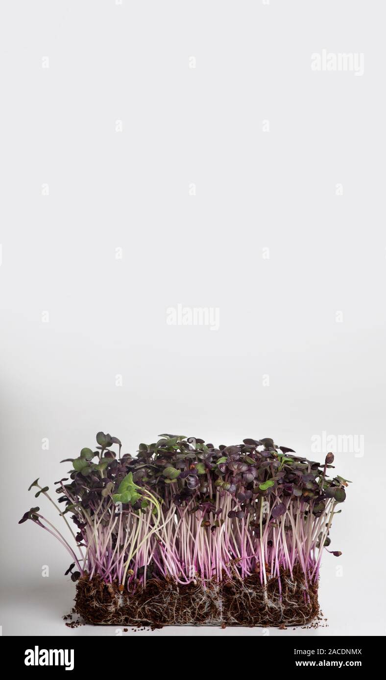 Purple microgreens for addition to food on white background Stock Photo ...